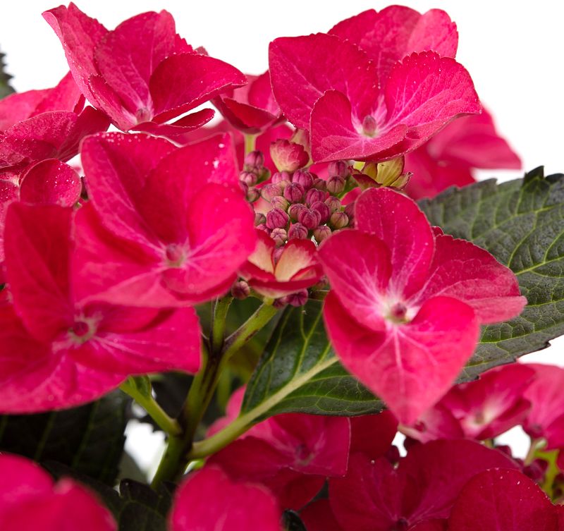 Bauernhortensie Black Diamond - Hydrangea macrophylla Black Diamond günstig kaufen