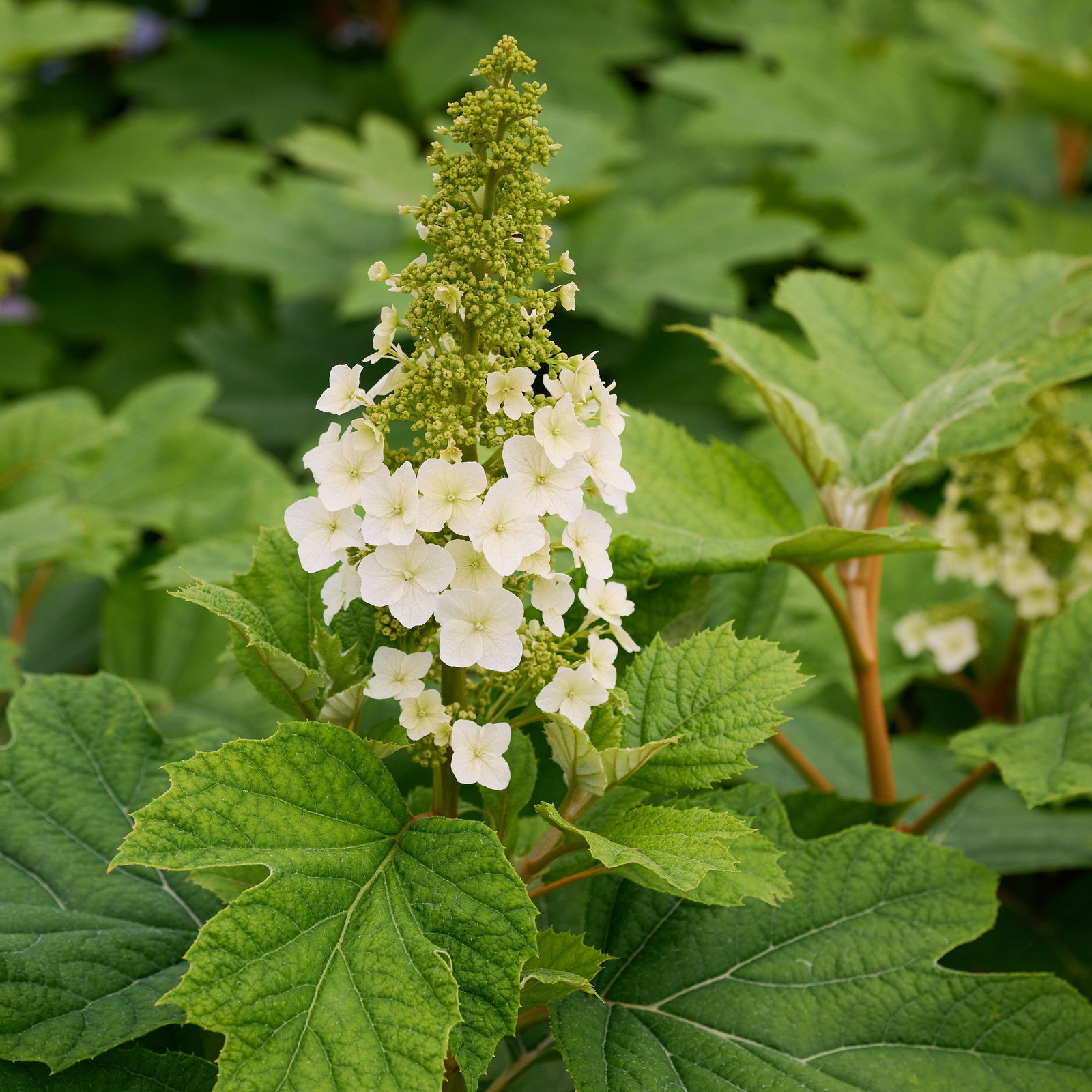Eichenblatthortensie Harmony - Hydrangea quercifolia Harmony günstig kaufen
