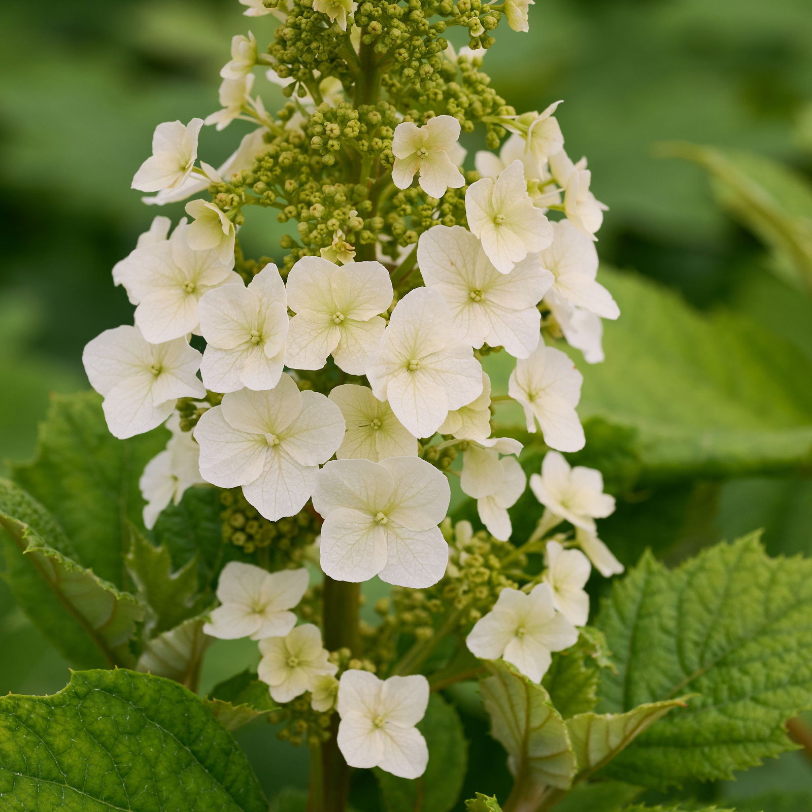 Eichenblatthortensie Harmony - Hydrangea quercifolia Harmony günstig kaufen