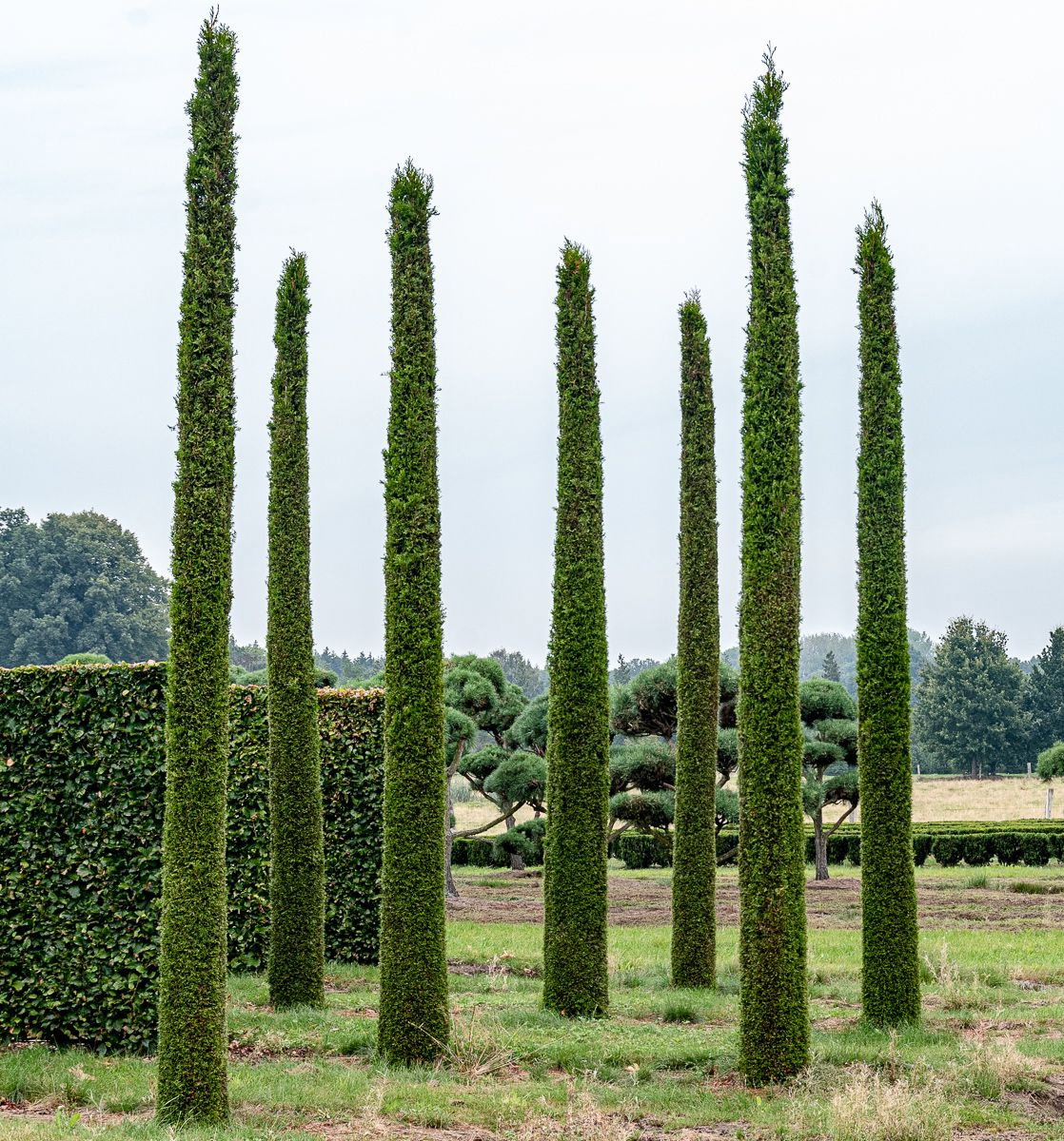Thuja occidentalis Golden Smaragd - Lebensbaum Golden Smaragd | günstig ...