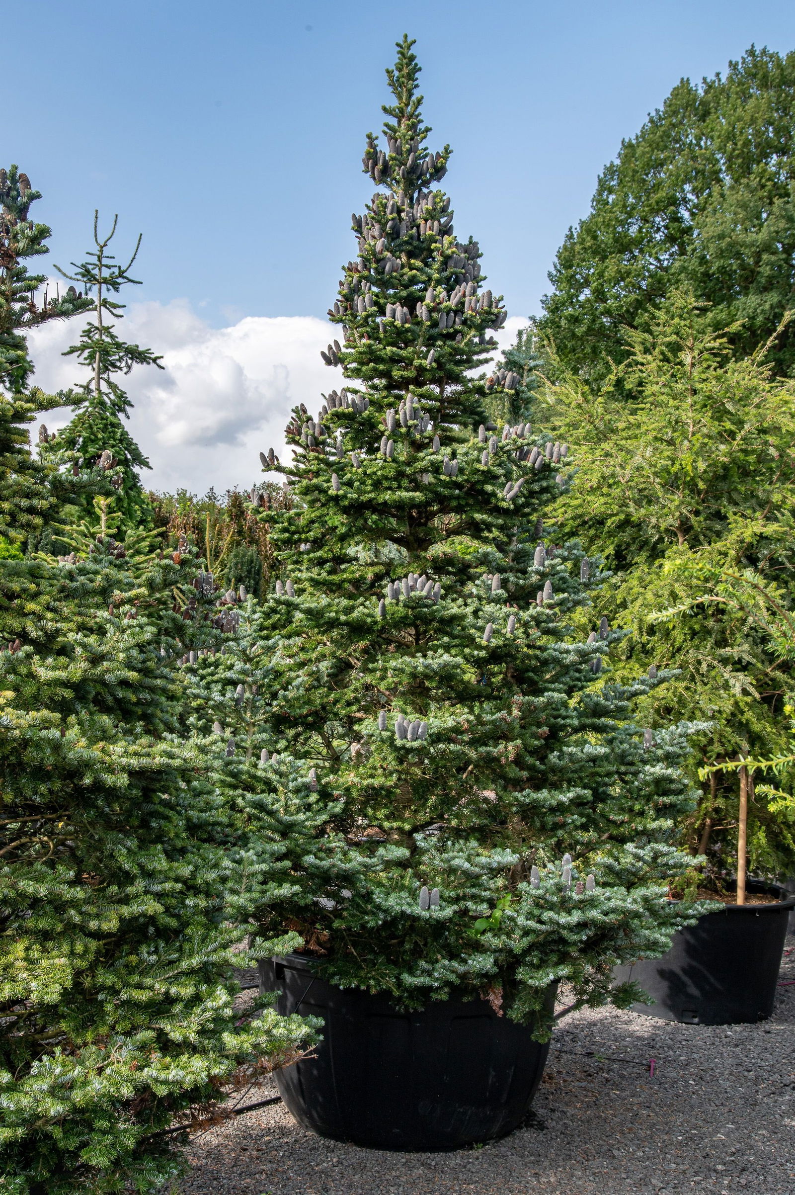 Korea Tanne Tordis - Abies koreana Tordis günstig kaufen
