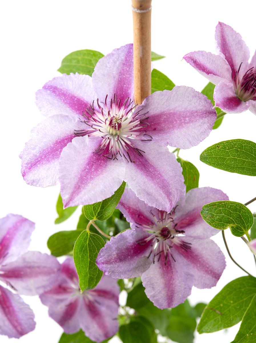 Waldrebe Darius - Clematis Darius günstig kaufen