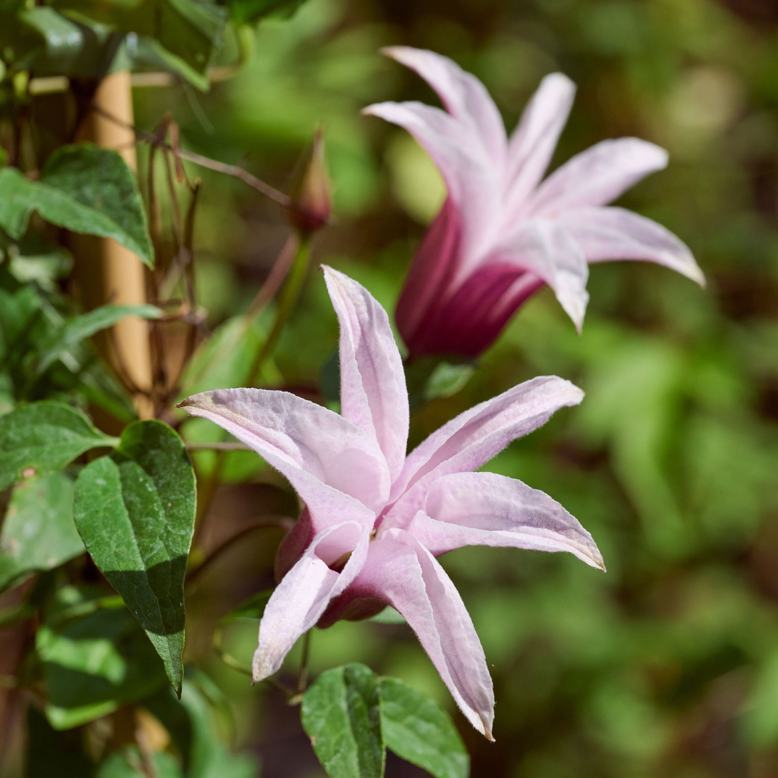 Clematis Waldrebe Princess Kate - Clematis texensis Princess Kate ...