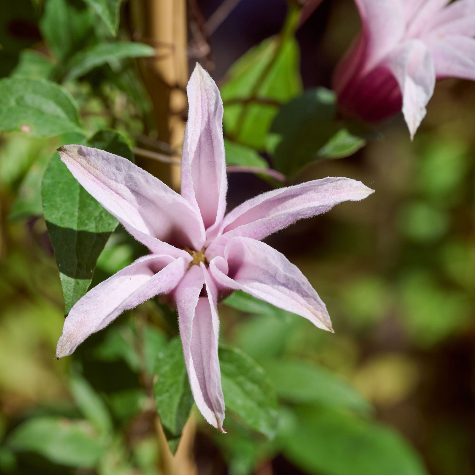 Clematis Waldrebe Princess Kate - Clematis texensis Princess Kate ...