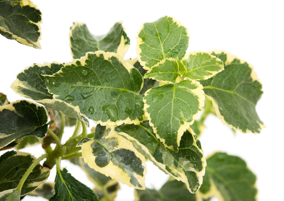 Kletterhortensie Silver Lining - Hydrangea petiolaris Silver Lining ...