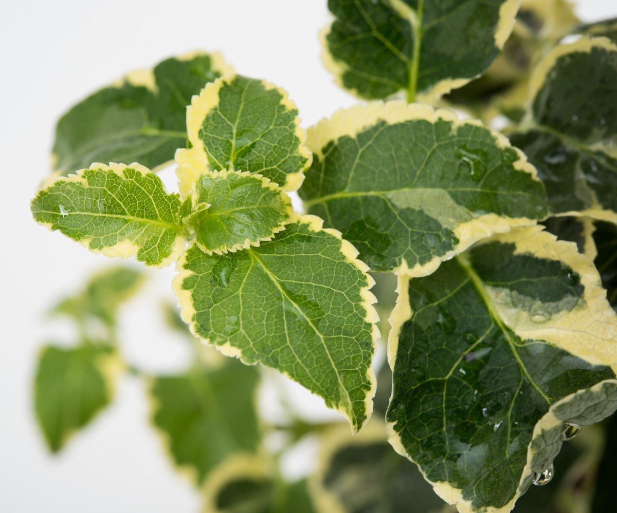 Kletterhortensie Silver Lining - Hydrangea petiolaris Silver Lining ...