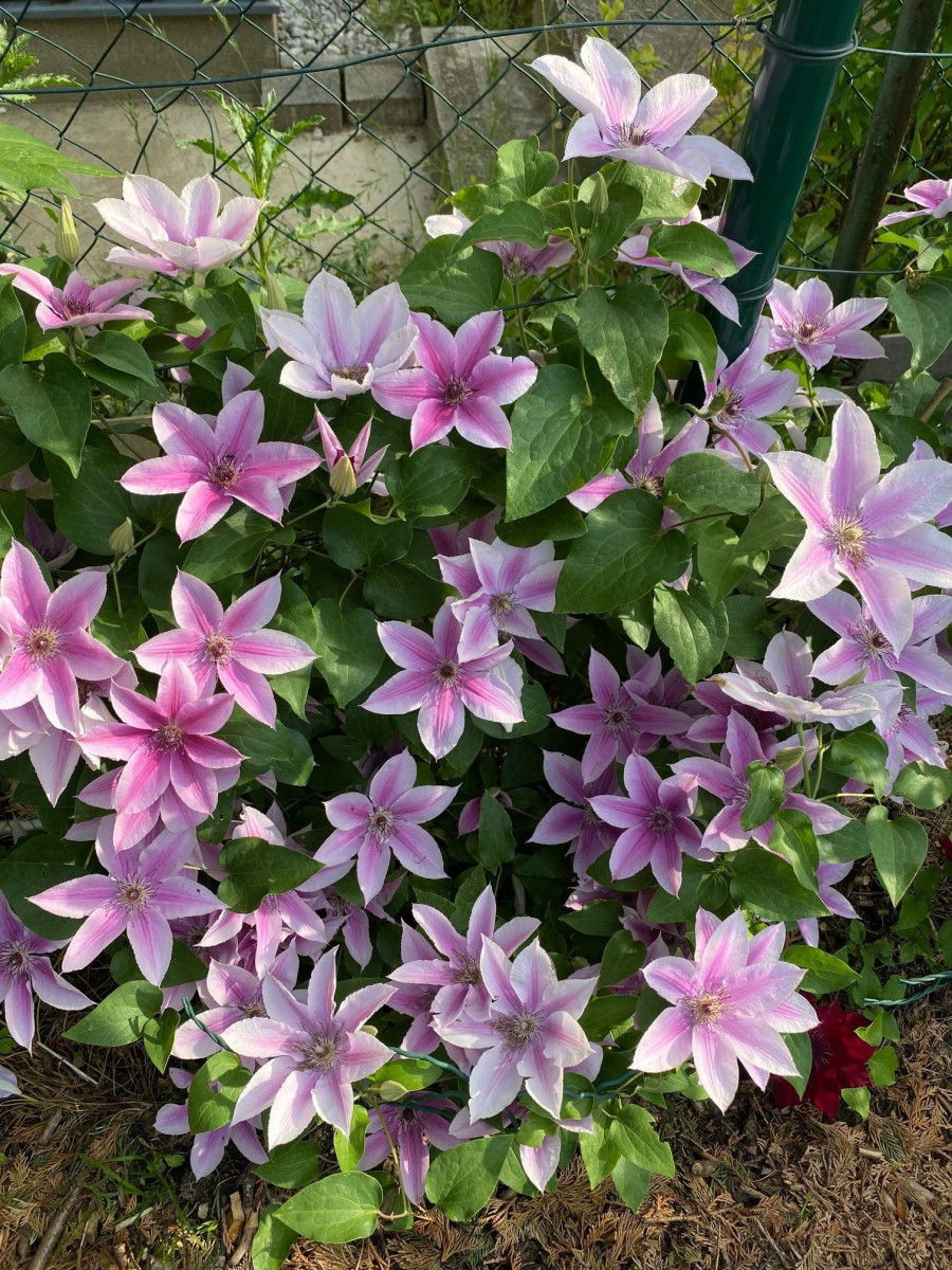 Waldrebe Ooh La La - Clematis Ooh La La günstig kaufen