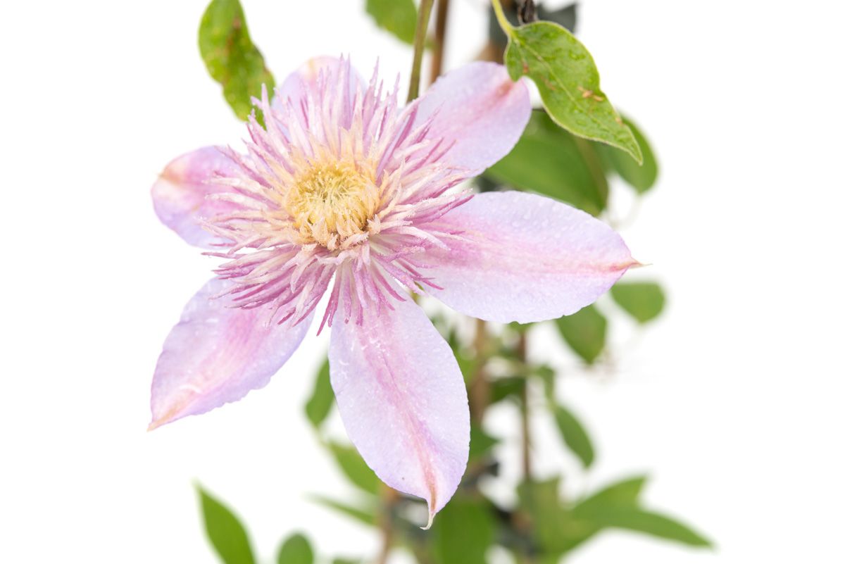 Waldrebe Ooh La La - Clematis Ooh La La günstig kaufen