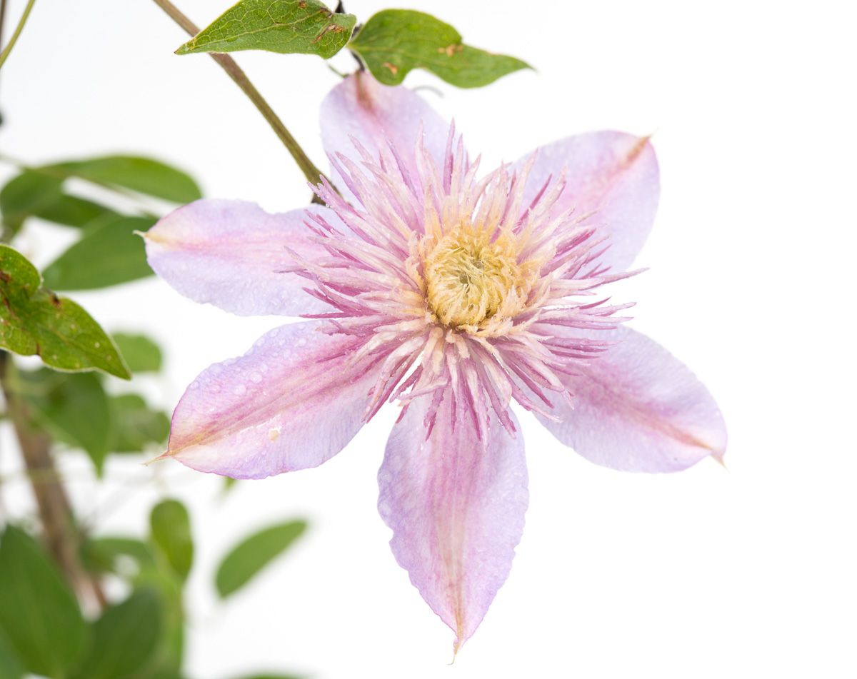 Waldrebe Ooh La La - Clematis Ooh La La günstig kaufen