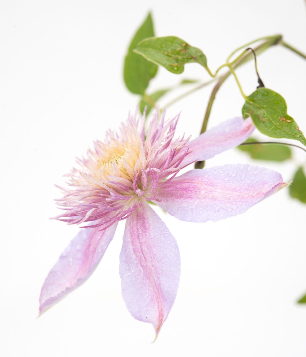 Waldrebe Ooh La La - Clematis Ooh La La günstig kaufen