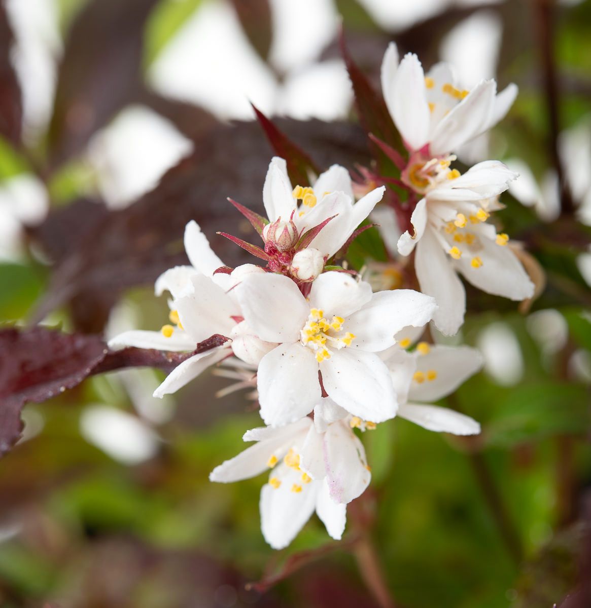 Niedriger Mailbumenstrauch Yuki Snowflake - Deutzia rosea Yuki ...