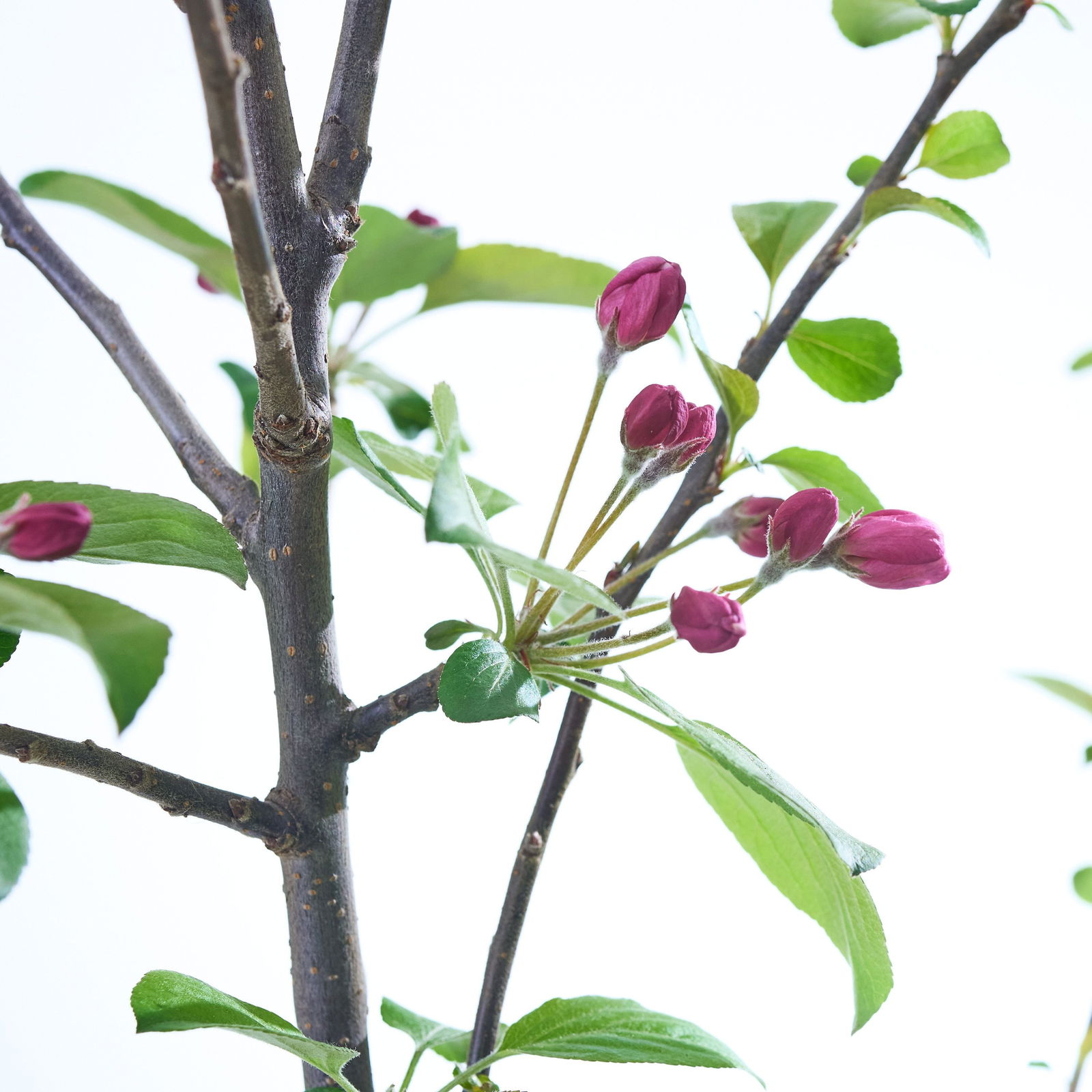 Apfel Appletini - Malus Appletini günstig kaufen