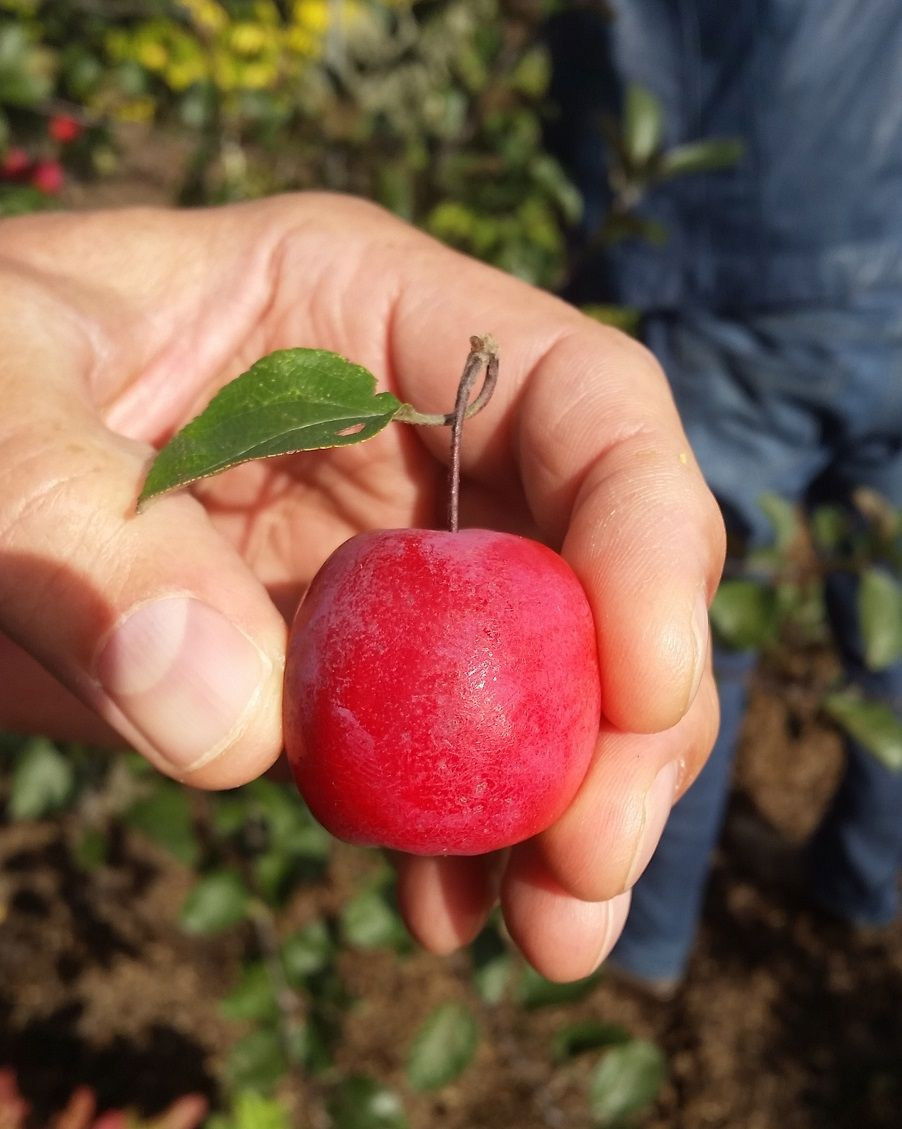 Apfel Appletini - Malus Appletini günstig kaufen