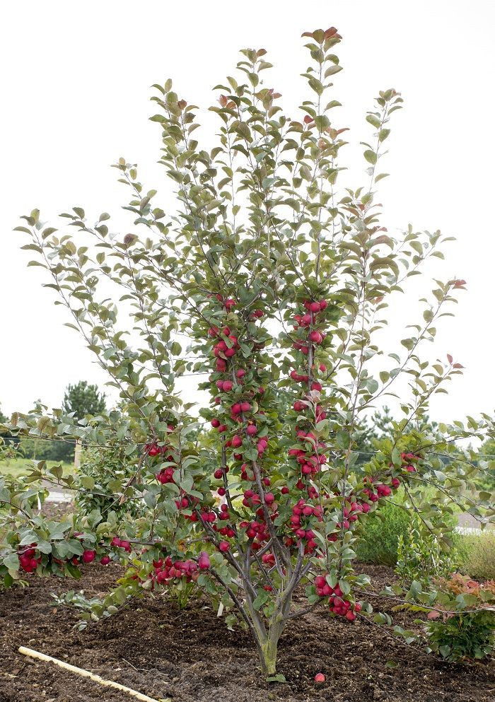 Apfel Appletini - Malus Appletini günstig kaufen