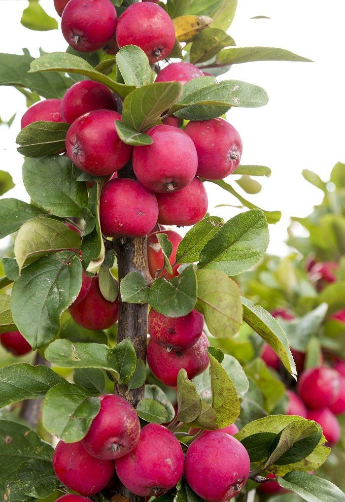 Apfel Appletini - Malus Appletini günstig kaufen