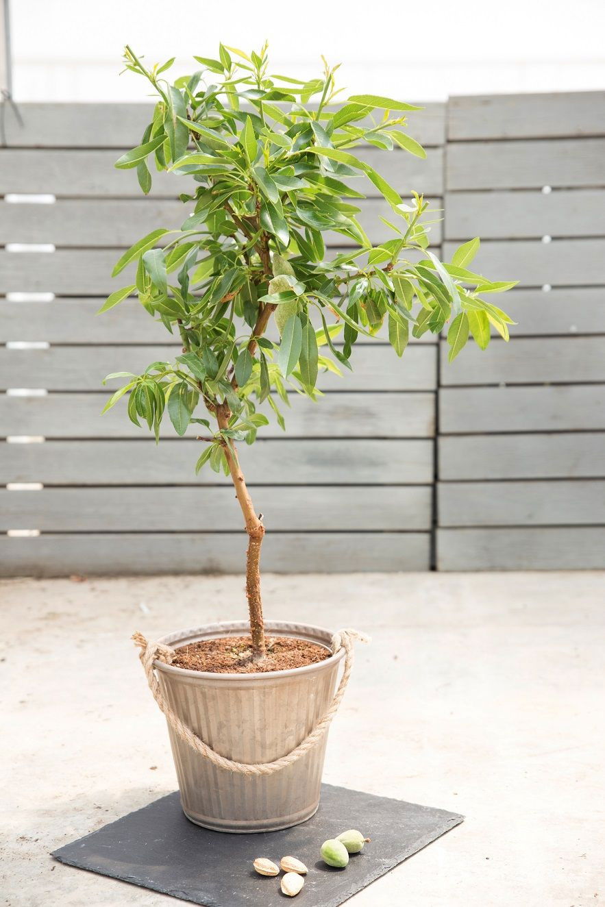 Mandel-Pflanze Nut Me Almond - Prunus dulcis Nut Me Almond günstig kaufen