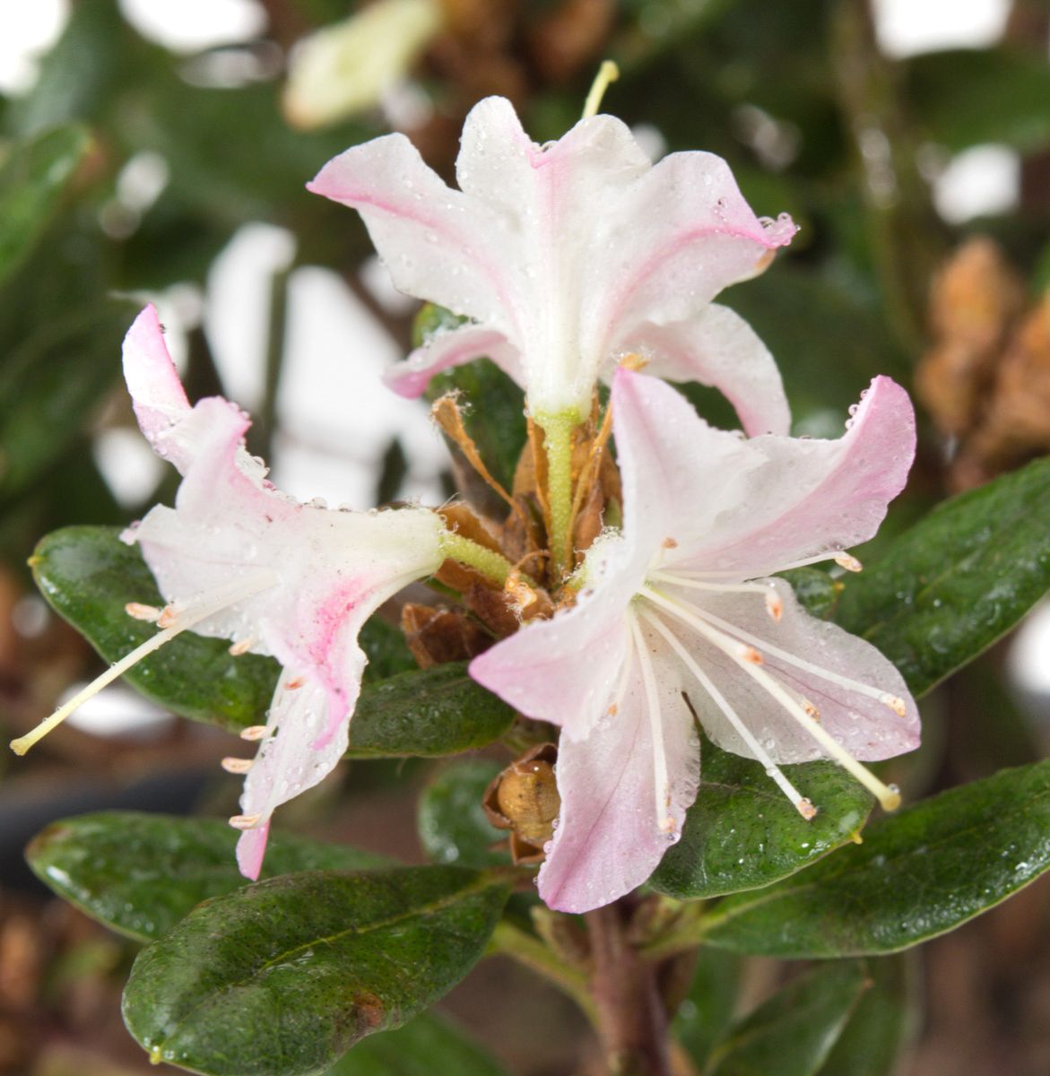 Rhododendron Anna Baldsiefen - Rhododendron racemosum Anna Baldsiefen ...