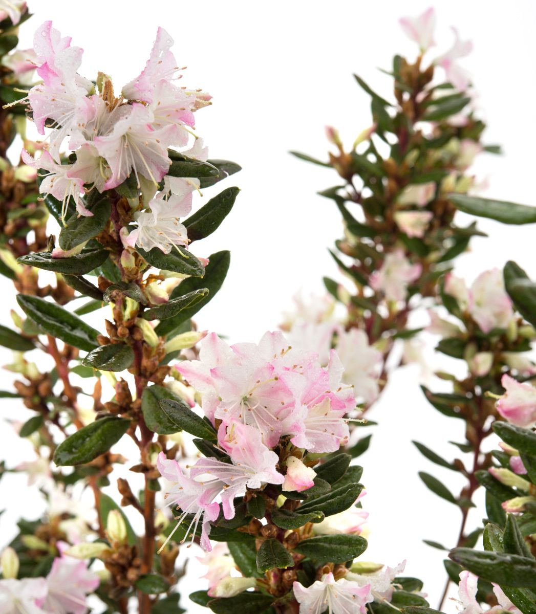 Rhododendron Anna Baldsiefen - Rhododendron racemosum Anna Baldsiefen ...