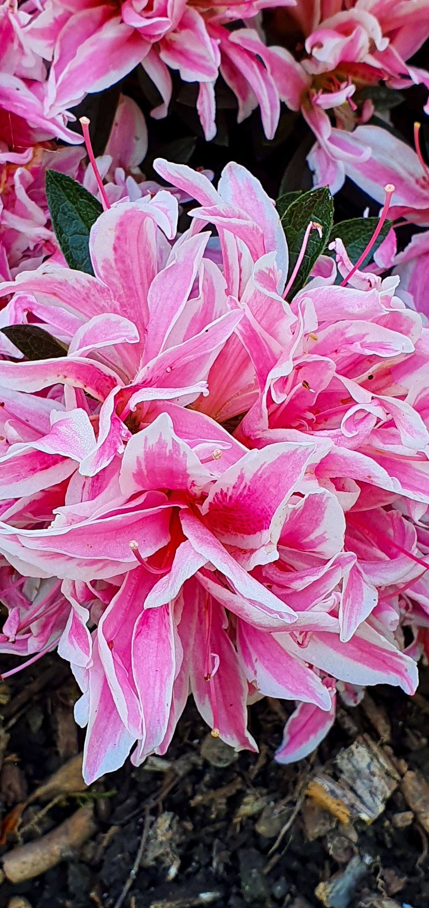 Japanische Azalee Pink Spider - Rhododendron obtusum Pink Spider ...