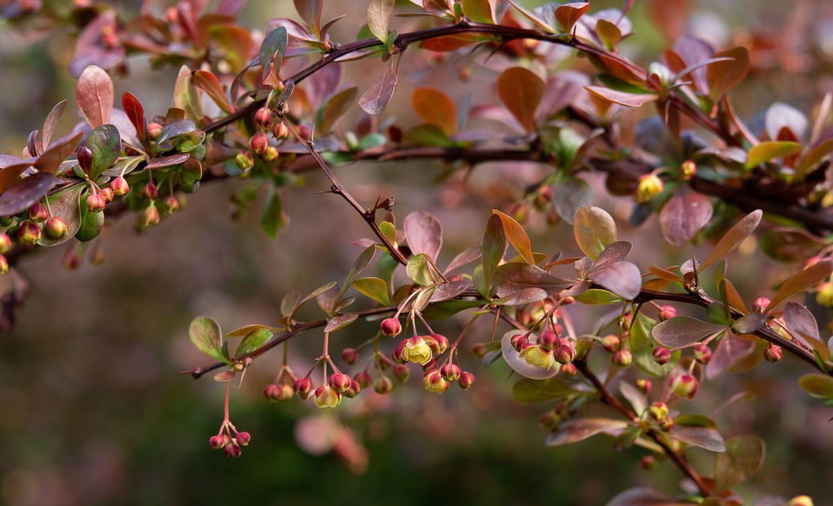 Berberitze Ruby Star - Berberis thunbergii Ruby Star günstig kaufen