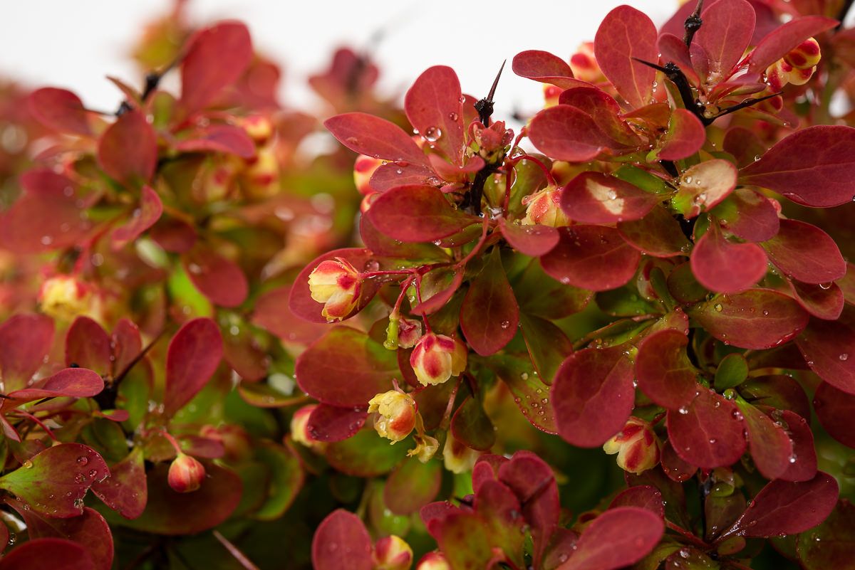 Berberitze Ruby Star - Berberis thunbergii Ruby Star günstig kaufen