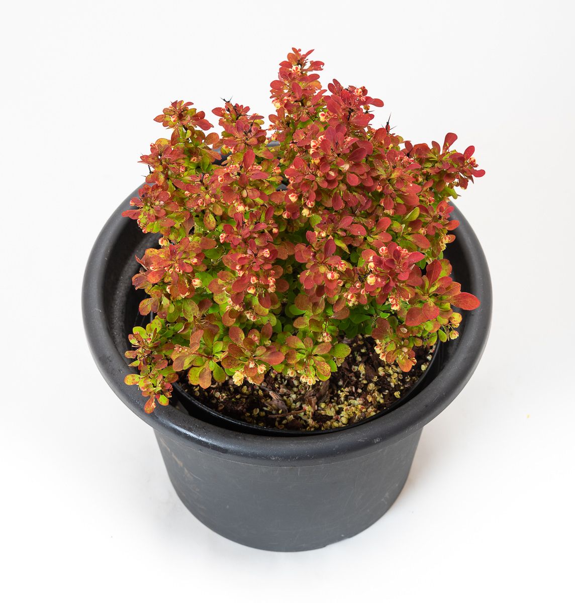 Berberitze Ruby Star - Berberis thunbergii Ruby Star günstig kaufen