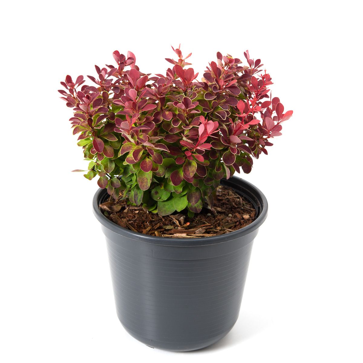 Berberitze Ruby Star - Berberis thunbergii Ruby Star günstig kaufen