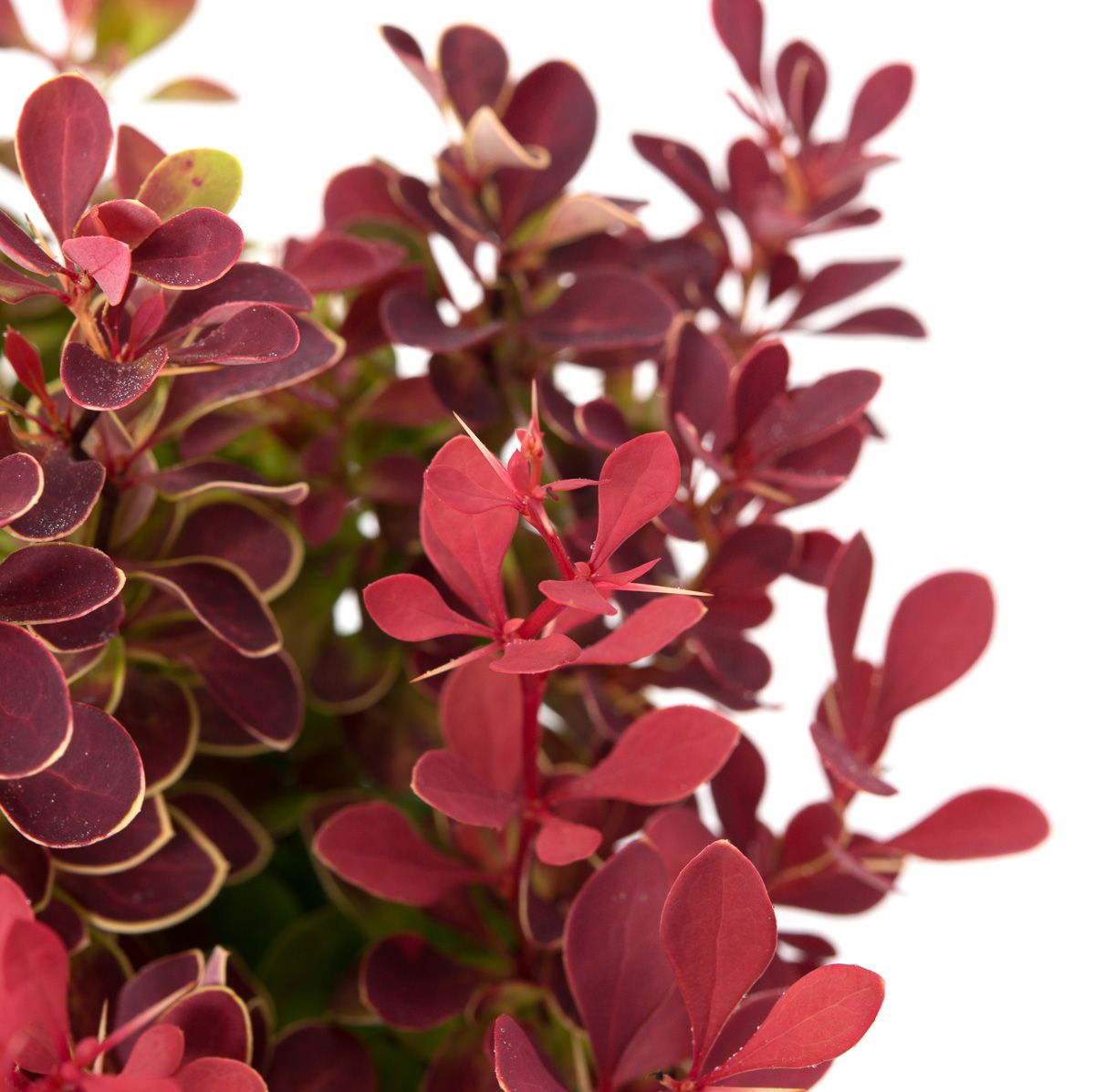 Berberitze Ruby Star - Berberis thunbergii Ruby Star günstig kaufen