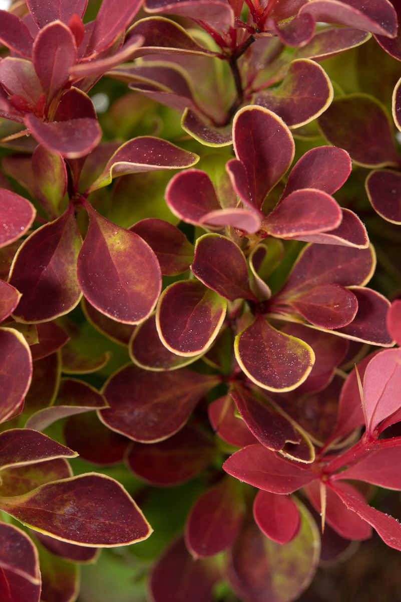 Berberitze Ruby Star - Berberis thunbergii Ruby Star günstig kaufen