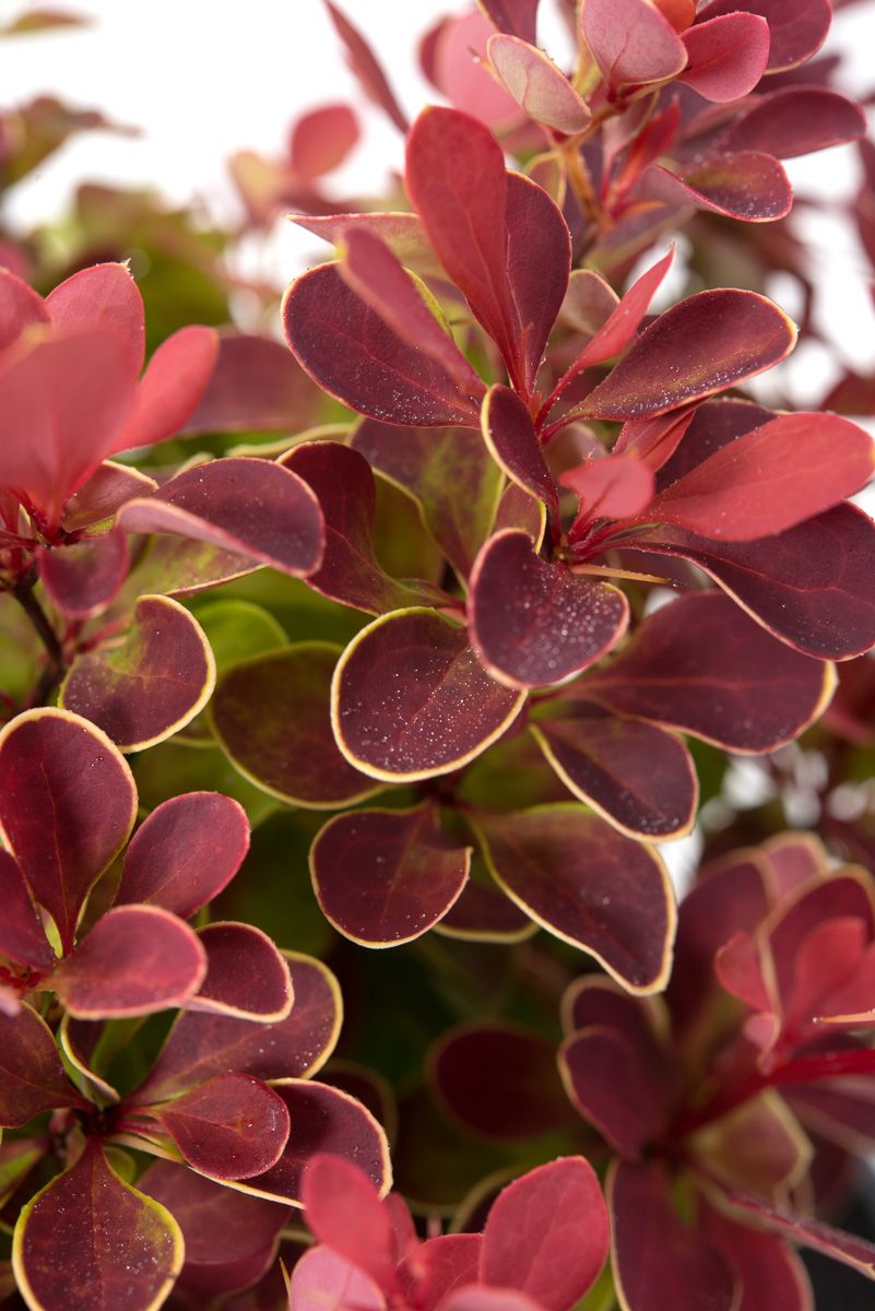 Berberitze Ruby Star - Berberis thunbergii Ruby Star günstig kaufen