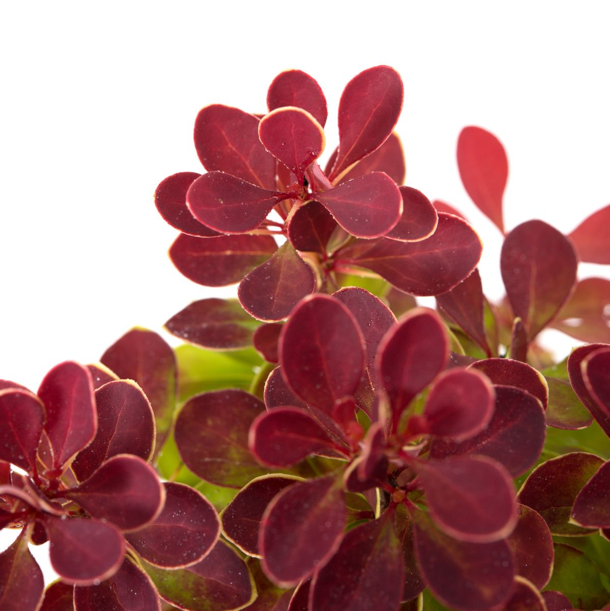 Berberitze Ruby Star - Berberis thunbergii Ruby Star günstig kaufen