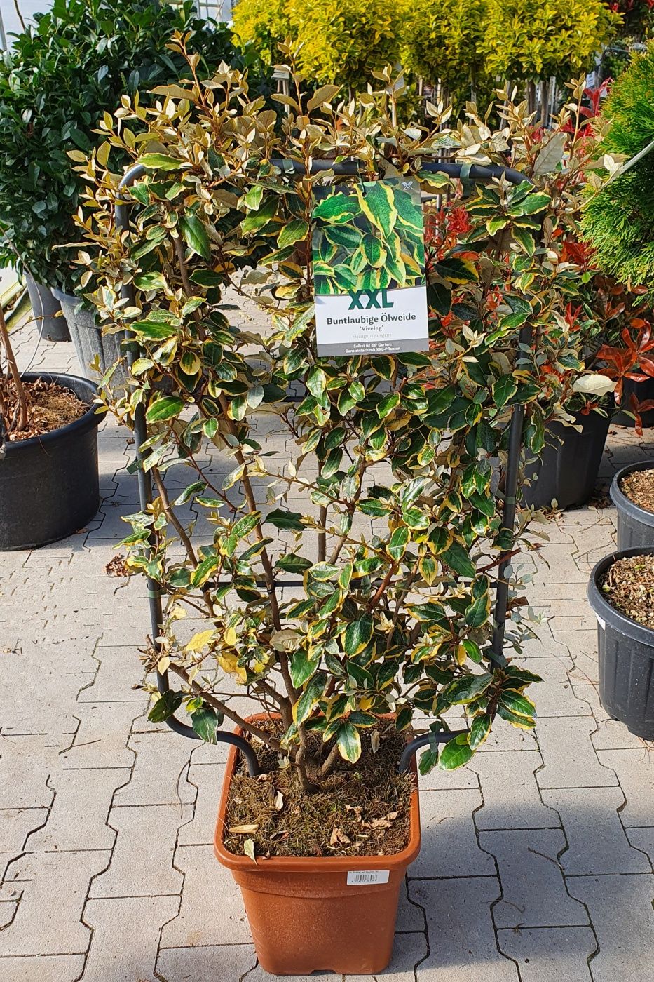 Panaschierte Ölweide Viveleg - Elaeagnus pungens Viveleg günstig kaufen