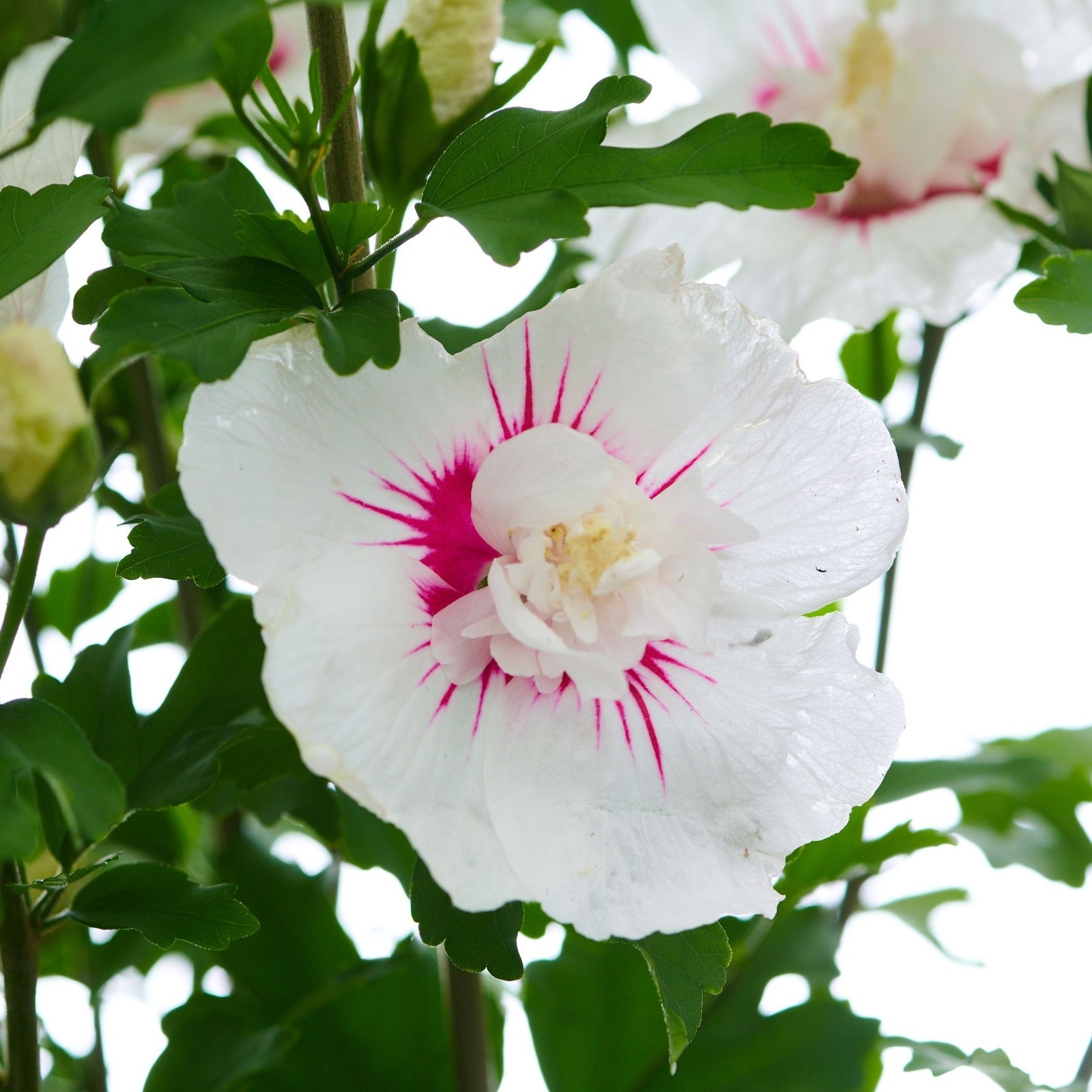 Hibiskus Wildform Bali - Hibiscus syriacus Bali günstig kaufen