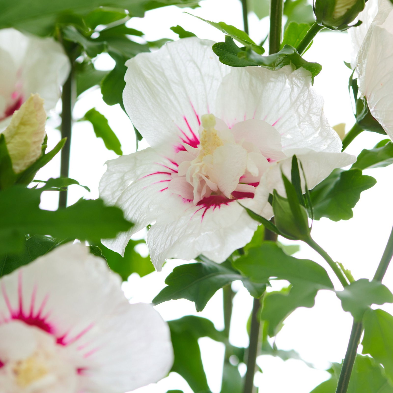 Hibiskus Wildform Bali - Hibiscus syriacus Bali günstig kaufen