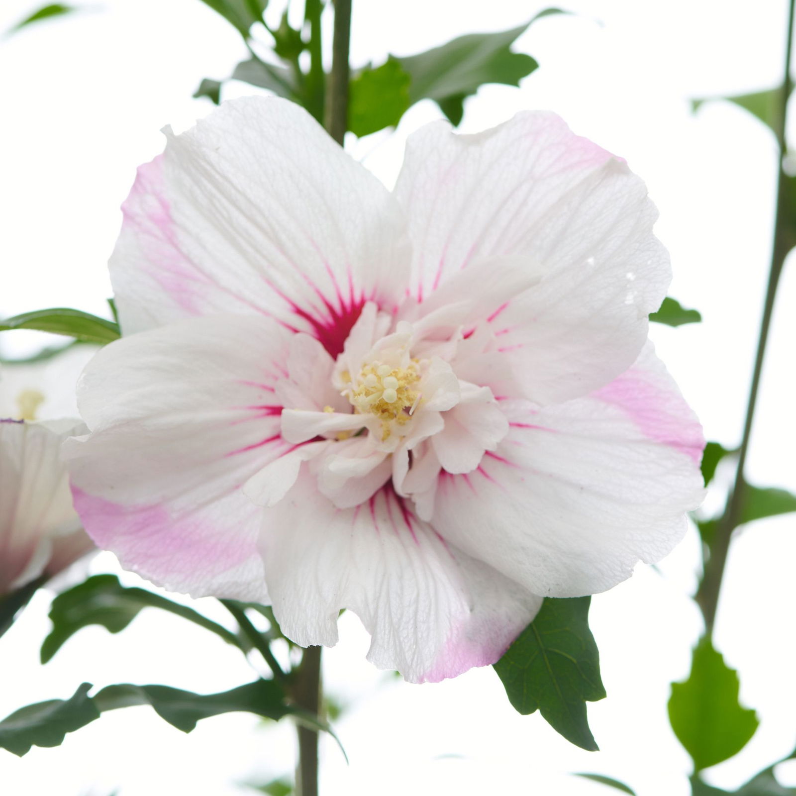 Garteneibisch Fiji - Hibiscus syriacus Fiji günstig kaufen