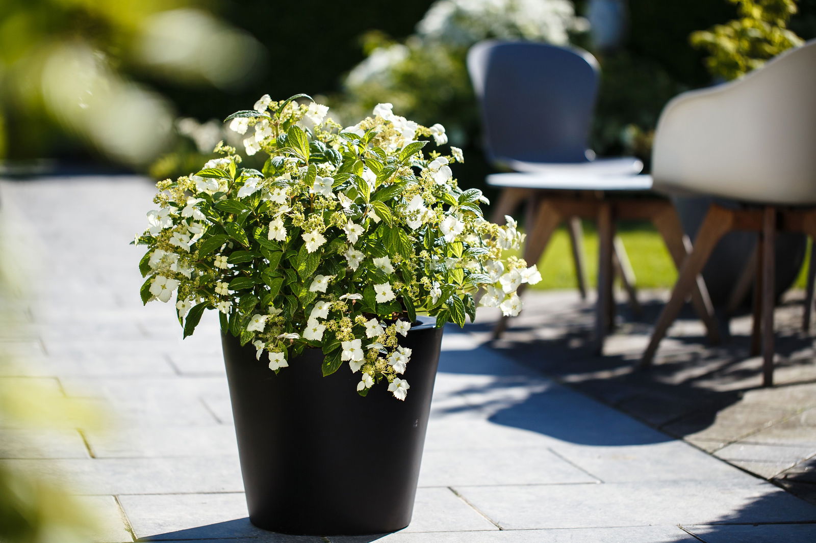 Hydrangea angustipetala Golden Crane - Hydrangea angustipetala Golden ...