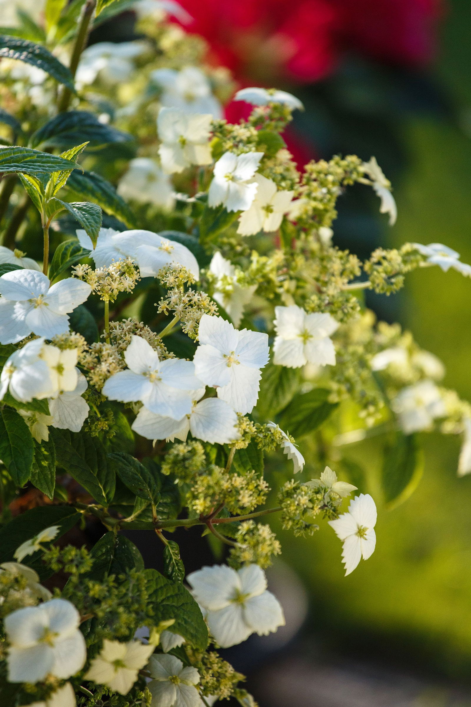 Hydrangea angustipetala Golden Crane - Hydrangea angustipetala Golden ...