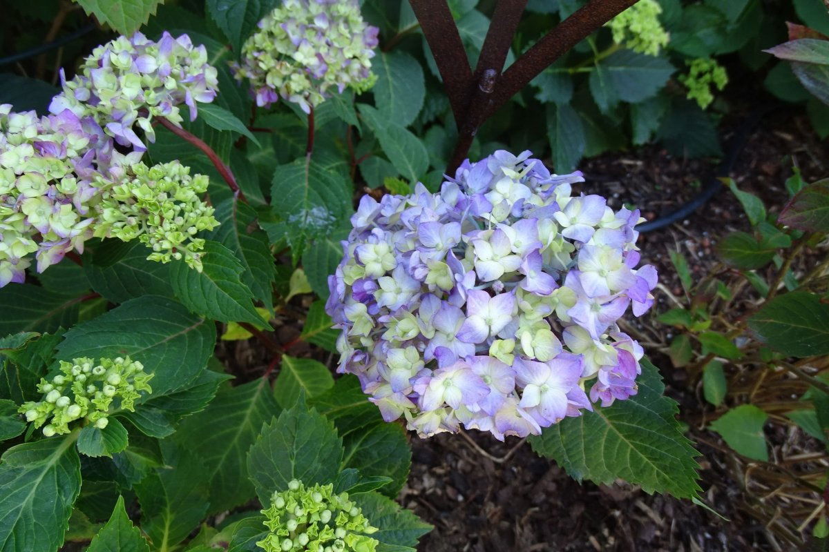 Hortensie Endless Summer® Bloomstar, Blau-Lila - Hydrangea Endless Summer® Bloomstar, Blau-Lila ...
