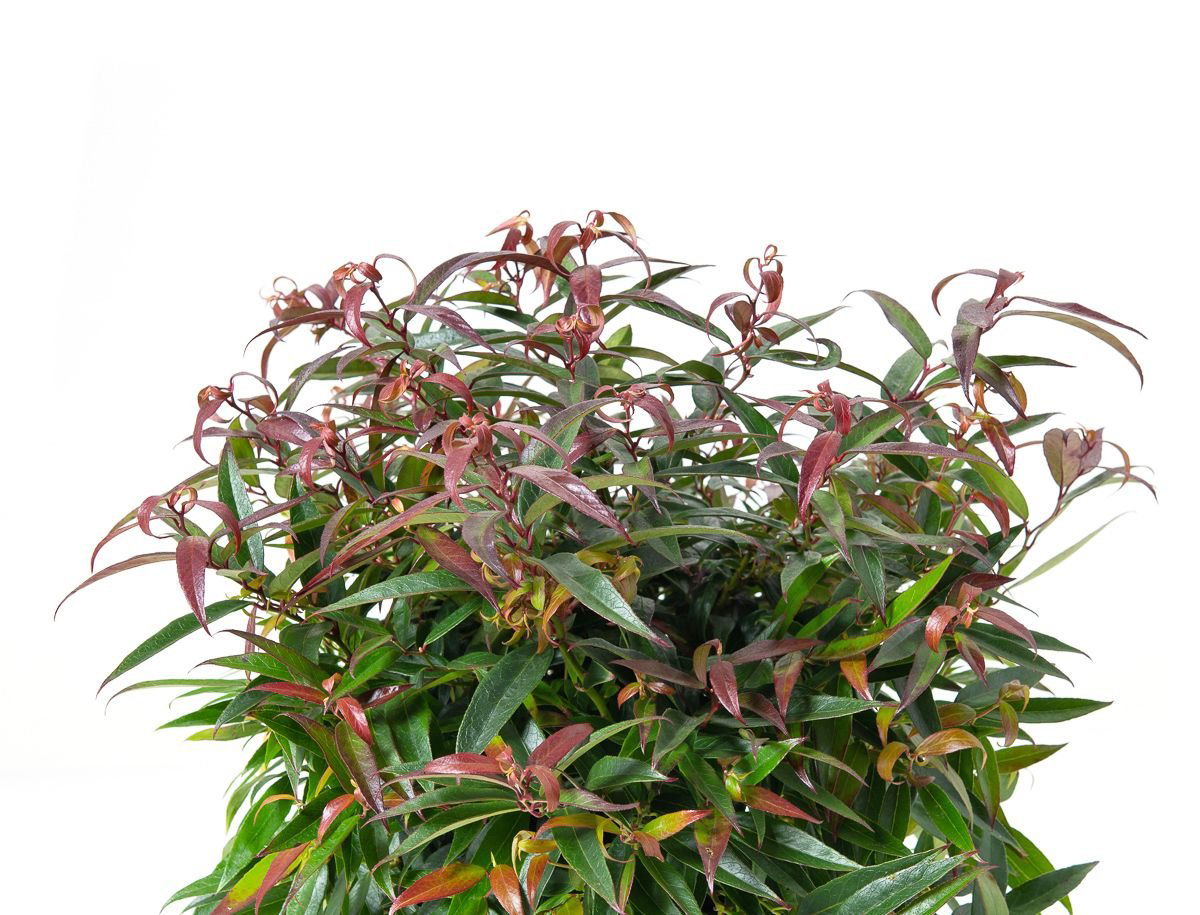 Traubenmyrthe Burning Love - Leucothoe keiskei Burning Love günstig kaufen