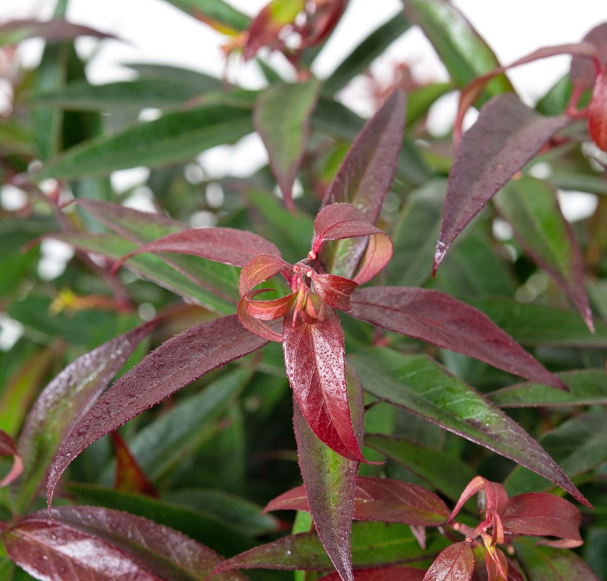Traubenmyrthe Burning Love - Leucothoe keiskei Burning Love günstig kaufen