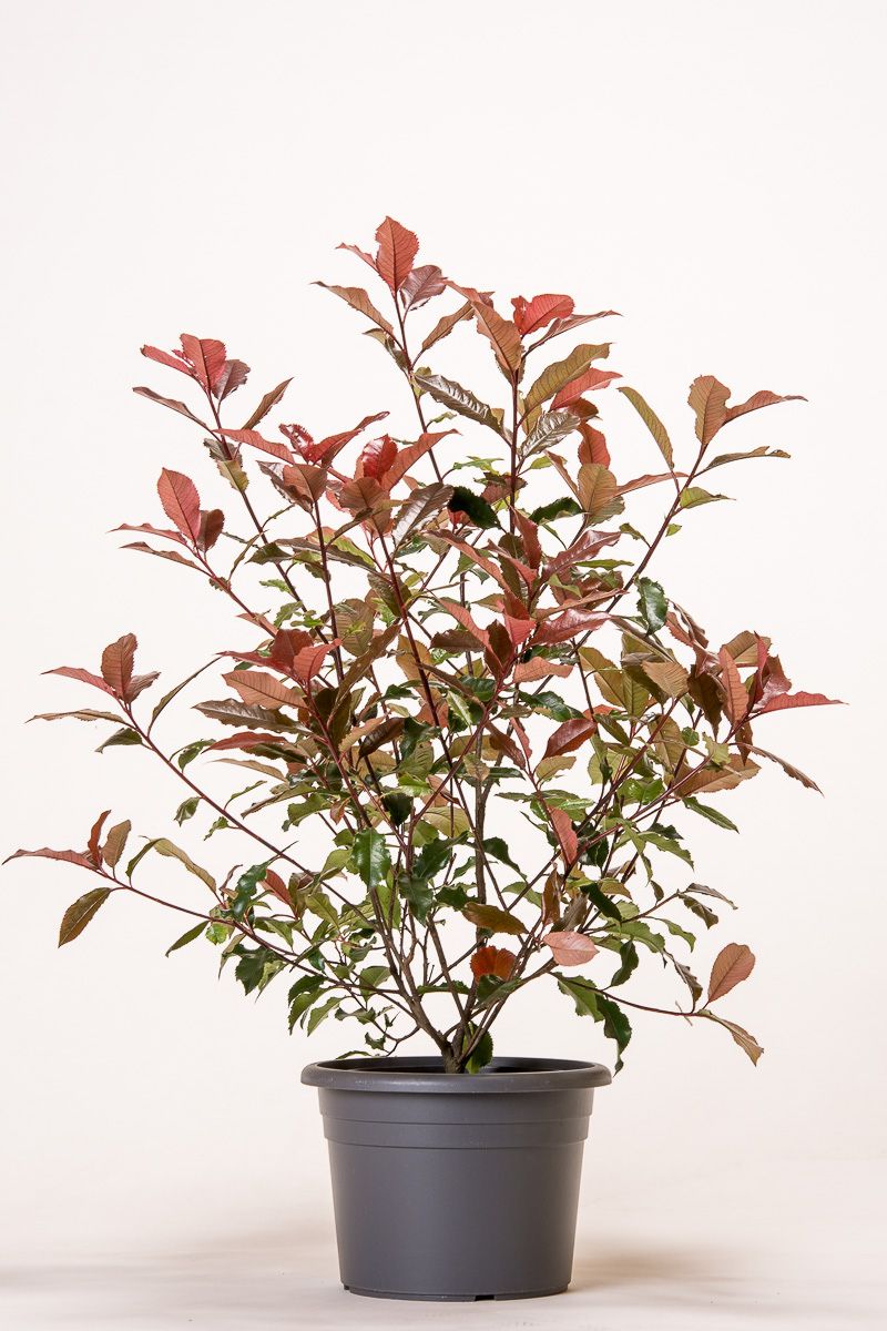 Glanzmispel Magical Volcano - Photinia fraseri Magical Volcano günstig ...