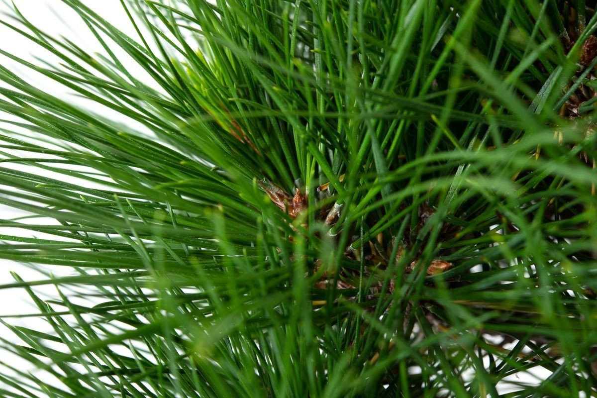 Säulenschwarzkiefer - Pinus nigra Obelisk günstig kaufen