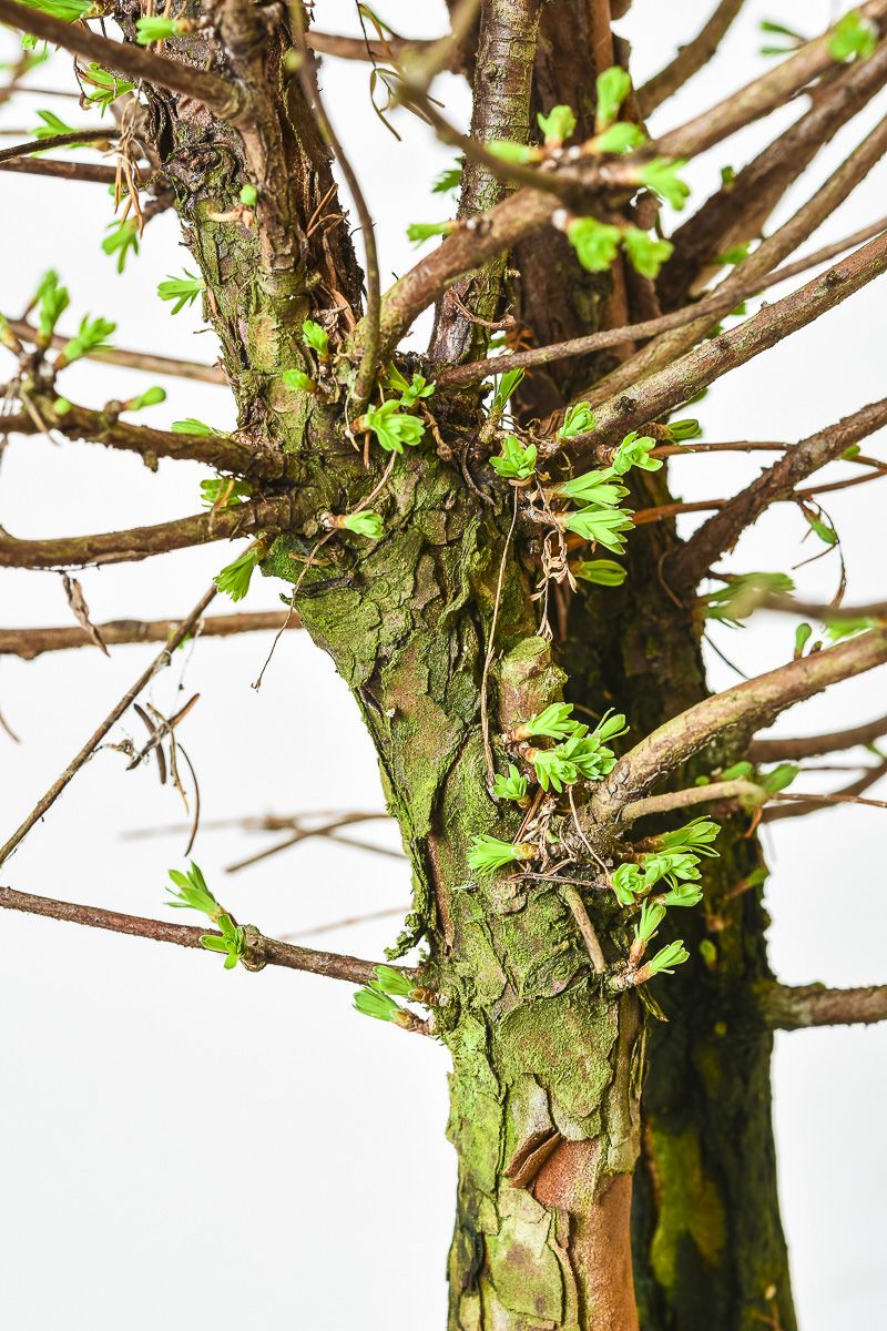 Mammutbaum Einzelstück Bonsai - Sequoiadendron giganteum günstig online ...