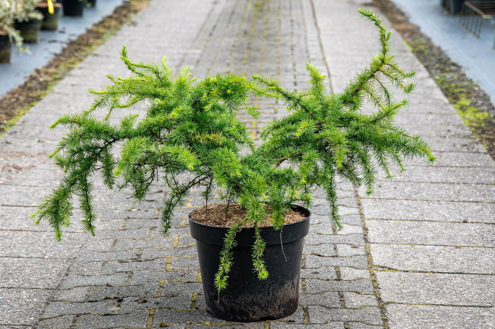 Europäische Hängelärche Little Bogle - Larix decidua Little Bogle ...