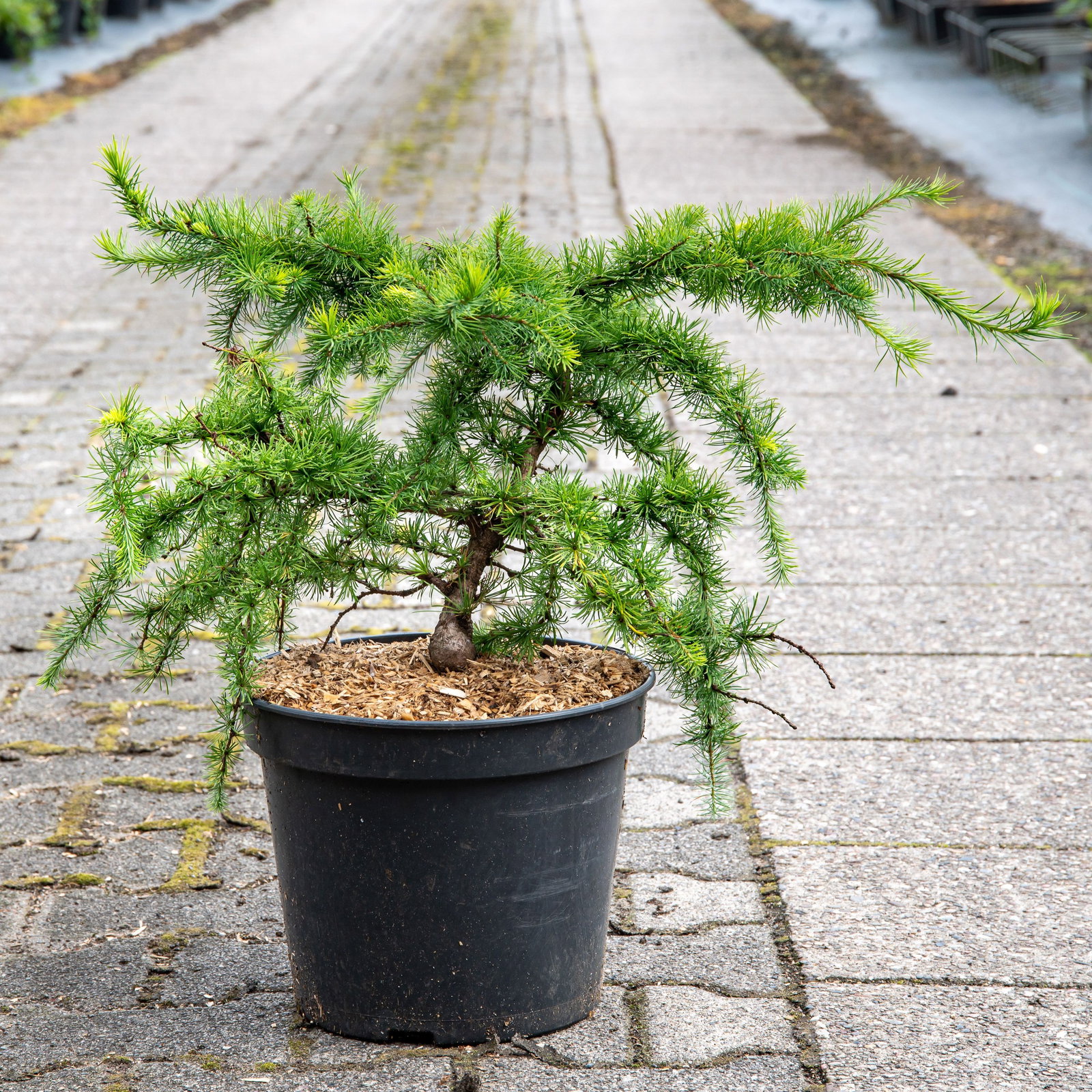 Europäische Hängelärche Little Bogle - Larix decidua Little Bogle ...