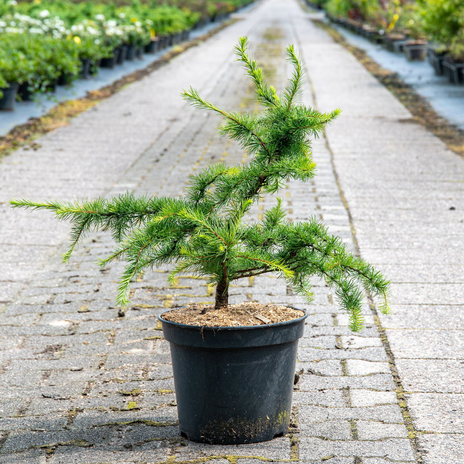 Europäische Hängelärche Little Bogle - Larix decidua Little Bogle ...