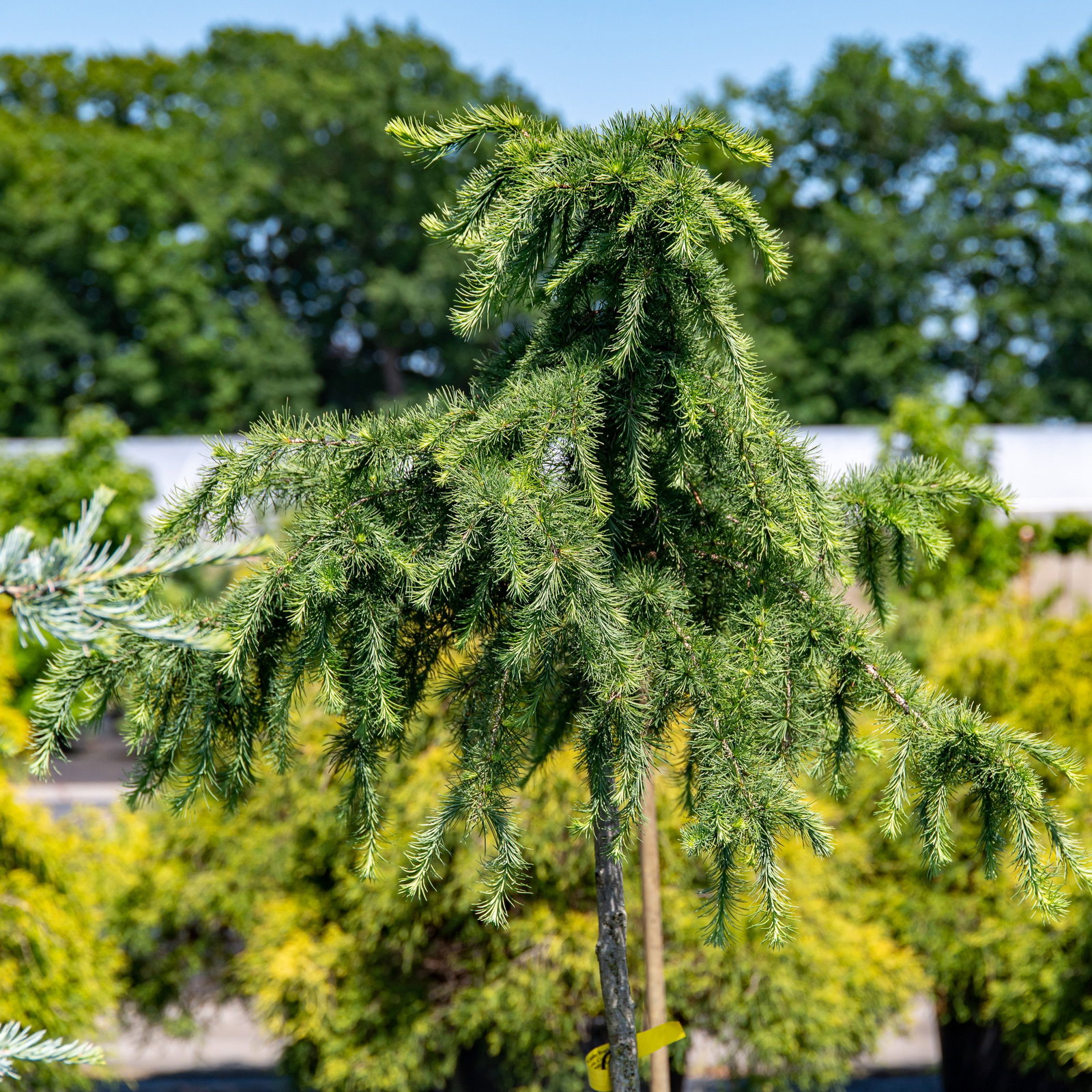 Europäische Hängelärche Little Bogle - Larix decidua Little Bogle ...