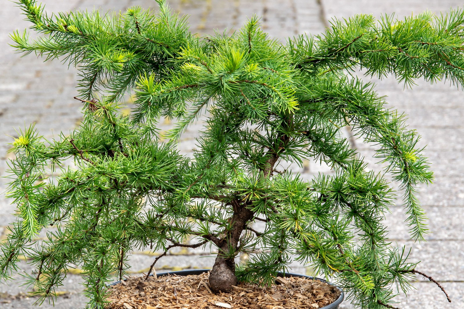 Europäische Hängelärche Little Bogle - Larix decidua Little Bogle ...