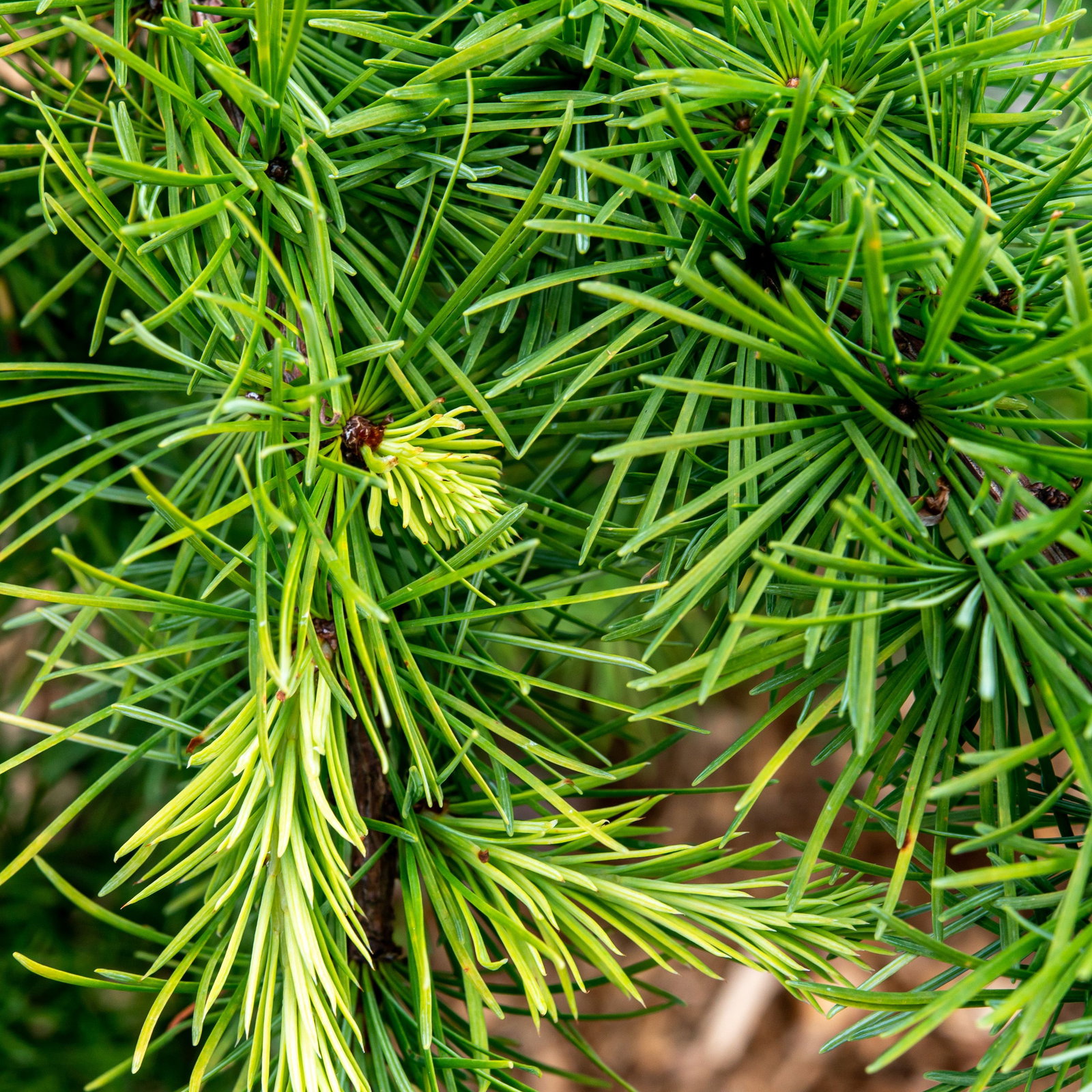 Europäische Hängelärche Little Bogle - Larix decidua Little Bogle ...