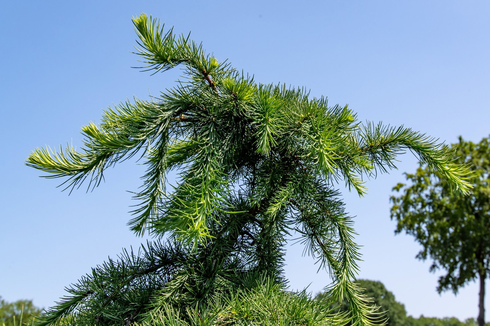 Europäische Hängelärche Little Bogle - Larix decidua Little Bogle ...
